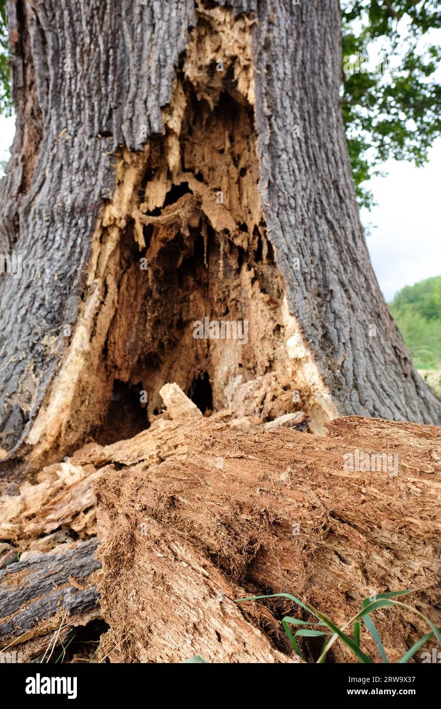 Insides hi-res stock photography and images - Alamy