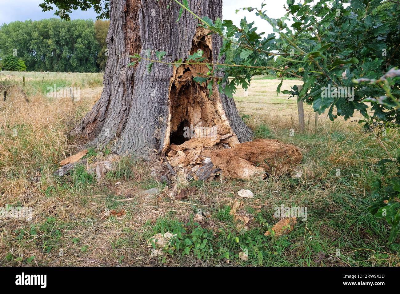 images showing the insides of a tree Stock Photo - Alamy