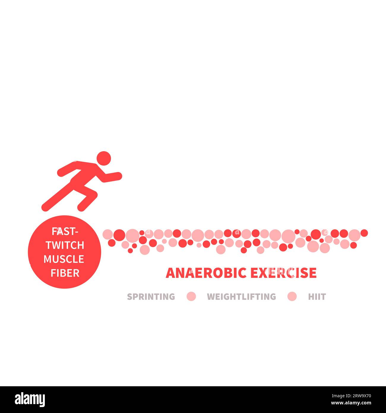 Fast twitch white muscle fiber type illustration Stock Vector Image ...