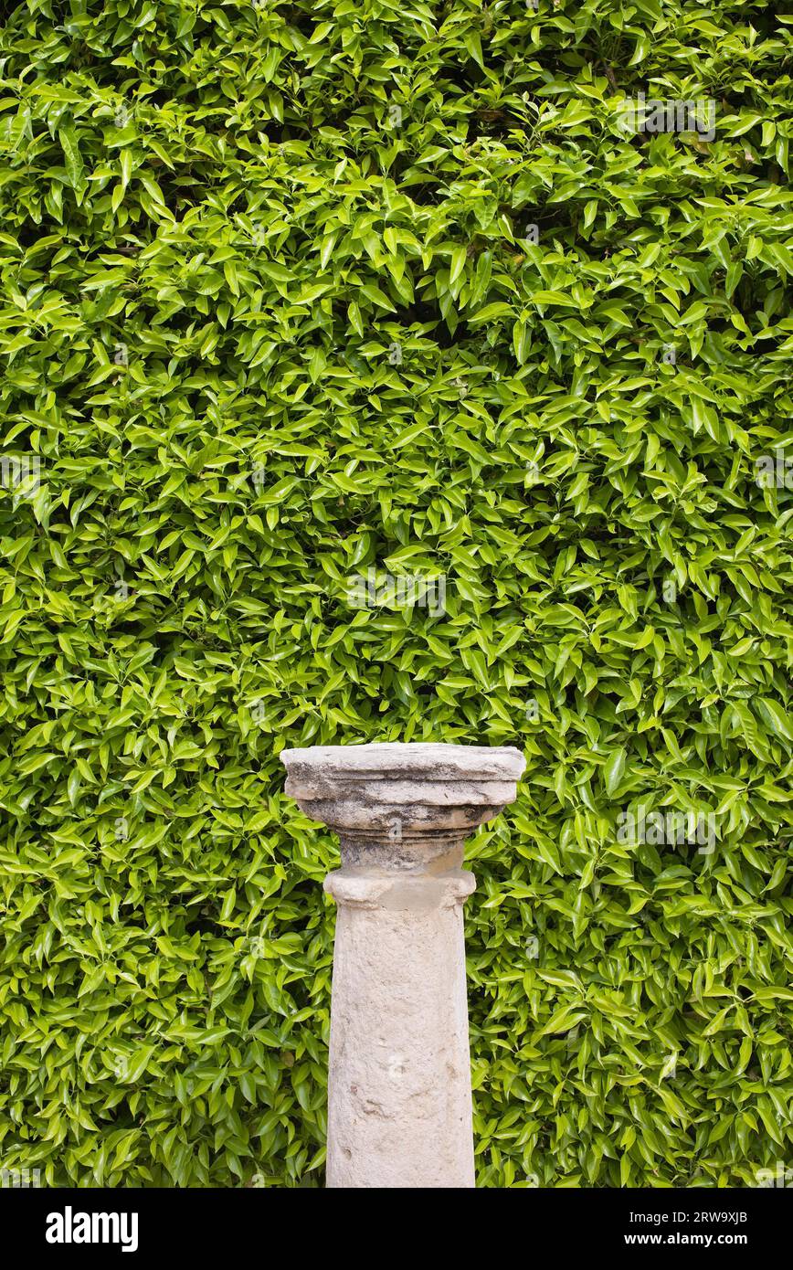 Column pedestal in front of a hedge, lush, green living wall of leaves ...