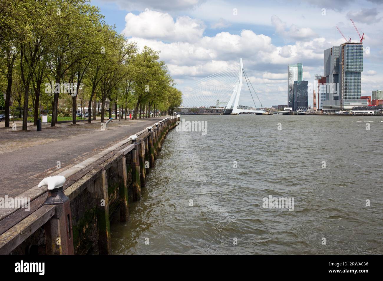River embankment in the city centre of Rotterdam, Erasmus Bridge at the ...
