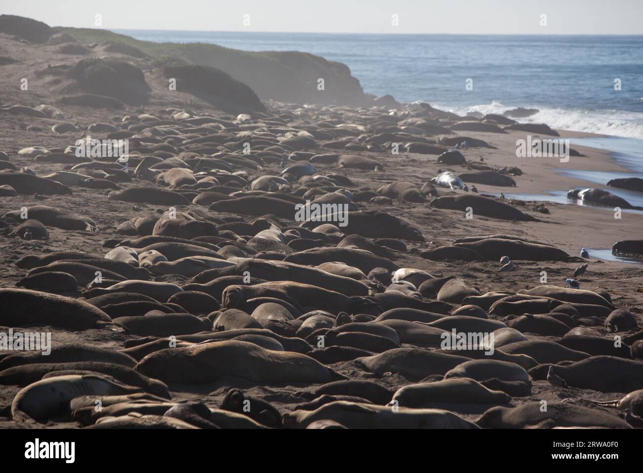 Hundreds of elephant seals lay on a beach during mating season near San ...