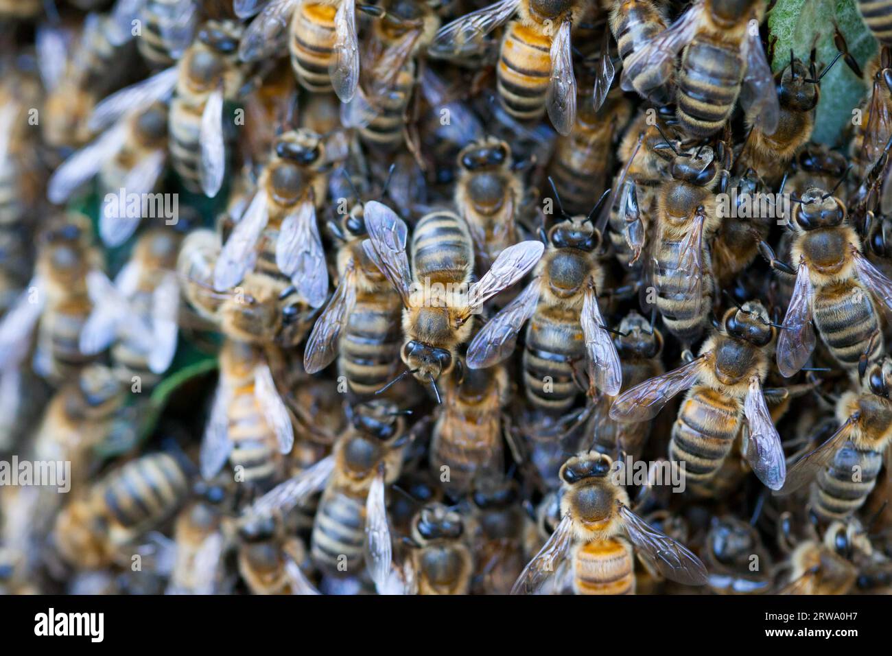 A Swarm Of Bees Leave Their Nest And Form A Nest Around A Tree In