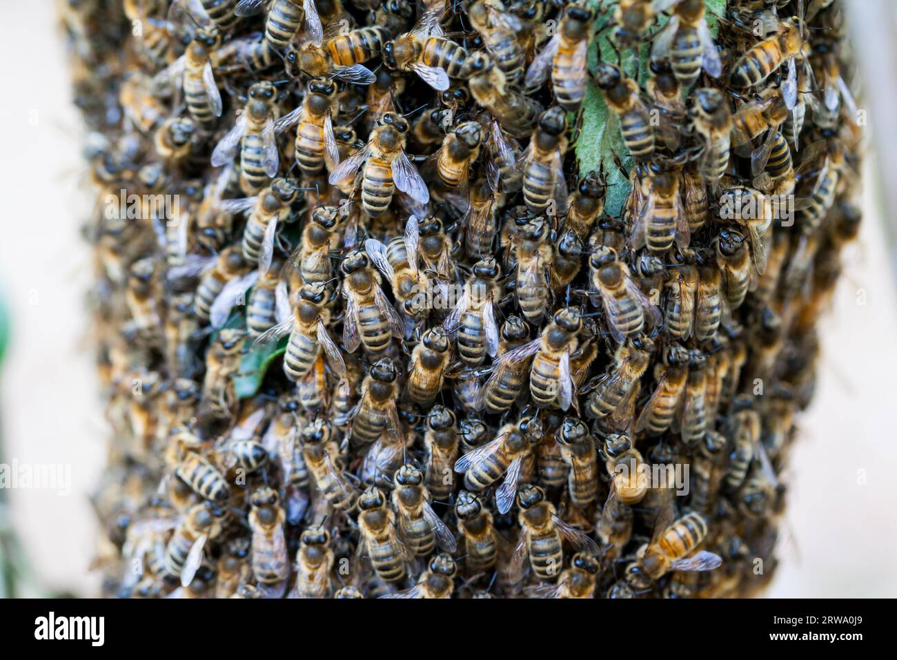 A swarm of bees leave their nest and form a nest around a tree in ...