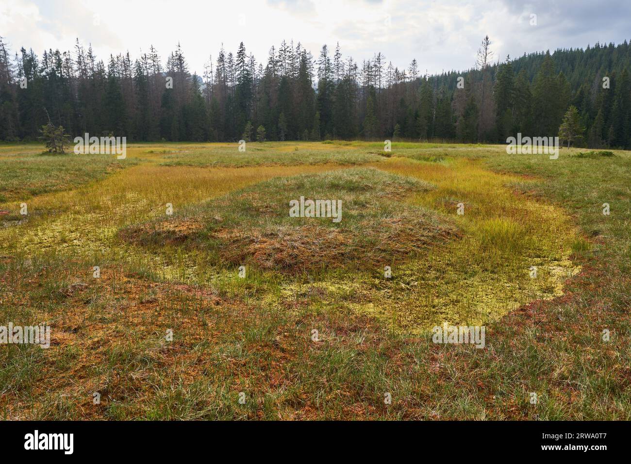 Landscape from the peat marshes in Apuseni national reserve, Romania ...