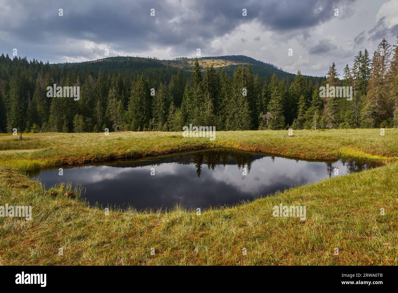Landscape from the peat marshes in Apuseni national reserve, Romania ...