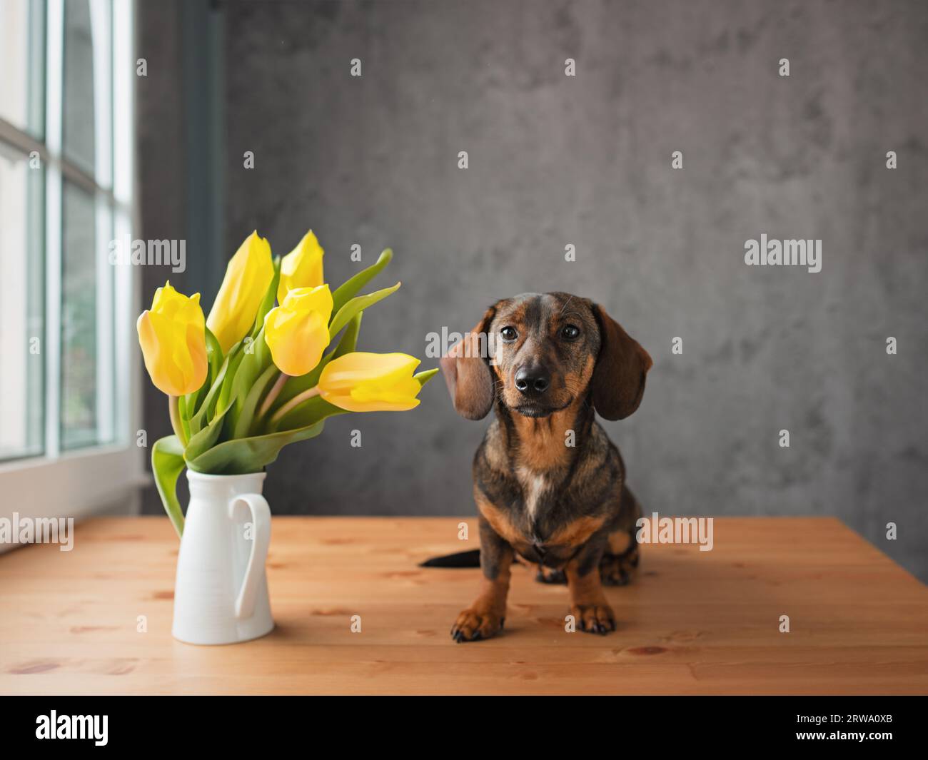 Funny dachshund puppy tulips hi-res stock photography and images - Alamy