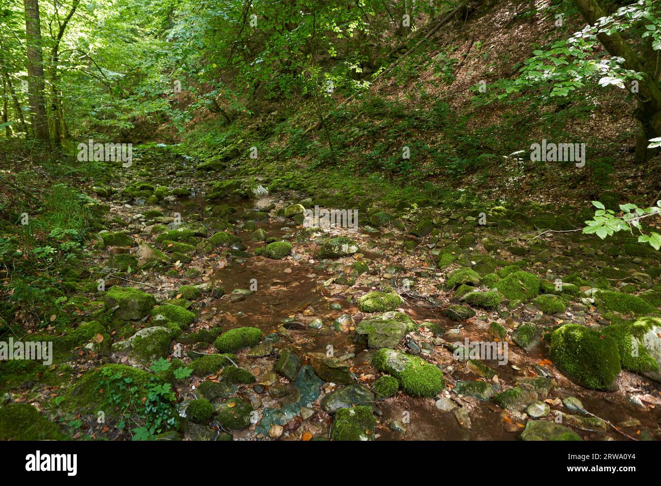 Untouched paradise in Romanian mountains with river gorge and pristine ...