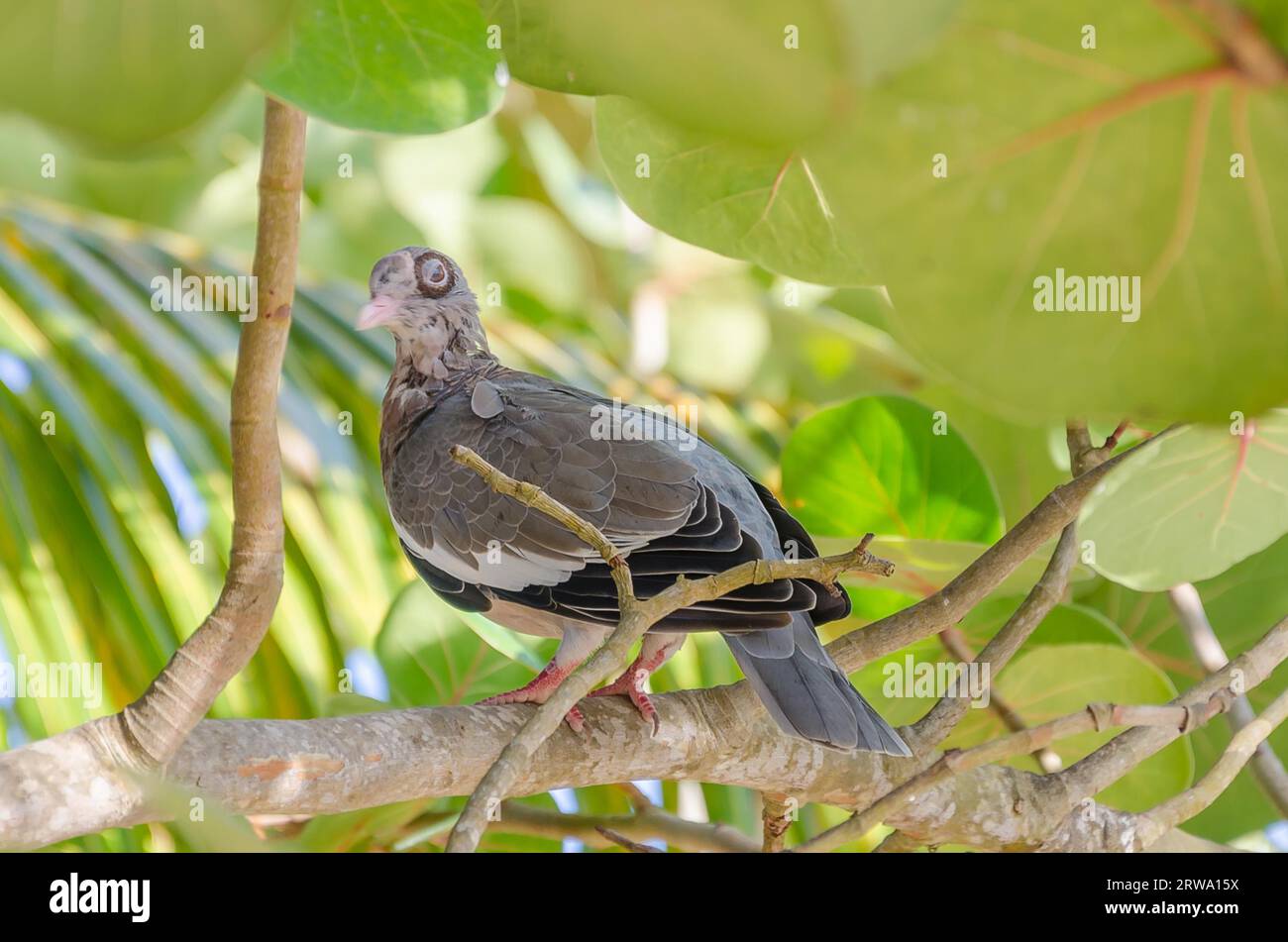 Curacao bird hi-res stock photography and images - Alamy