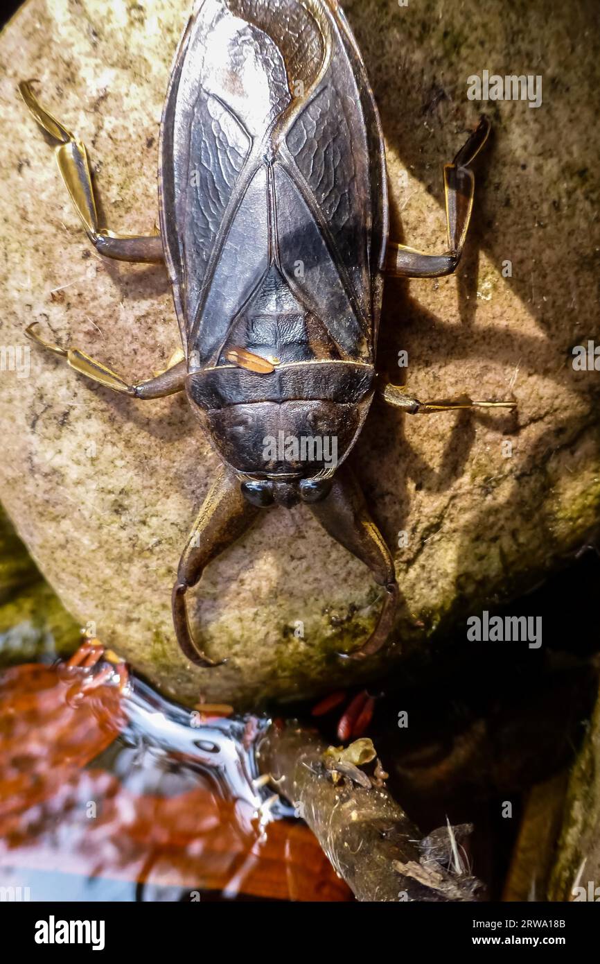 Close up of a Water bug, Bahia, Brazil Stock Photo - Alamy