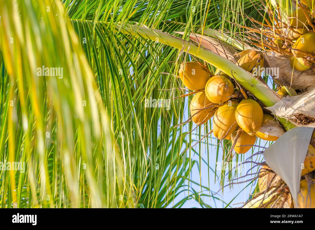 Coconut palm tree at the mambo beach grove in Curacao Stock Photo - Alamy