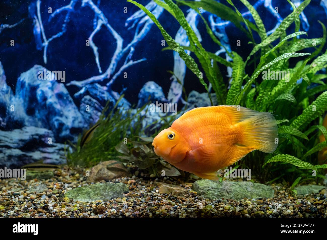 Orange parrot fish in the aquarium. Red Parrot Cichlid. Aquarium fish ...
