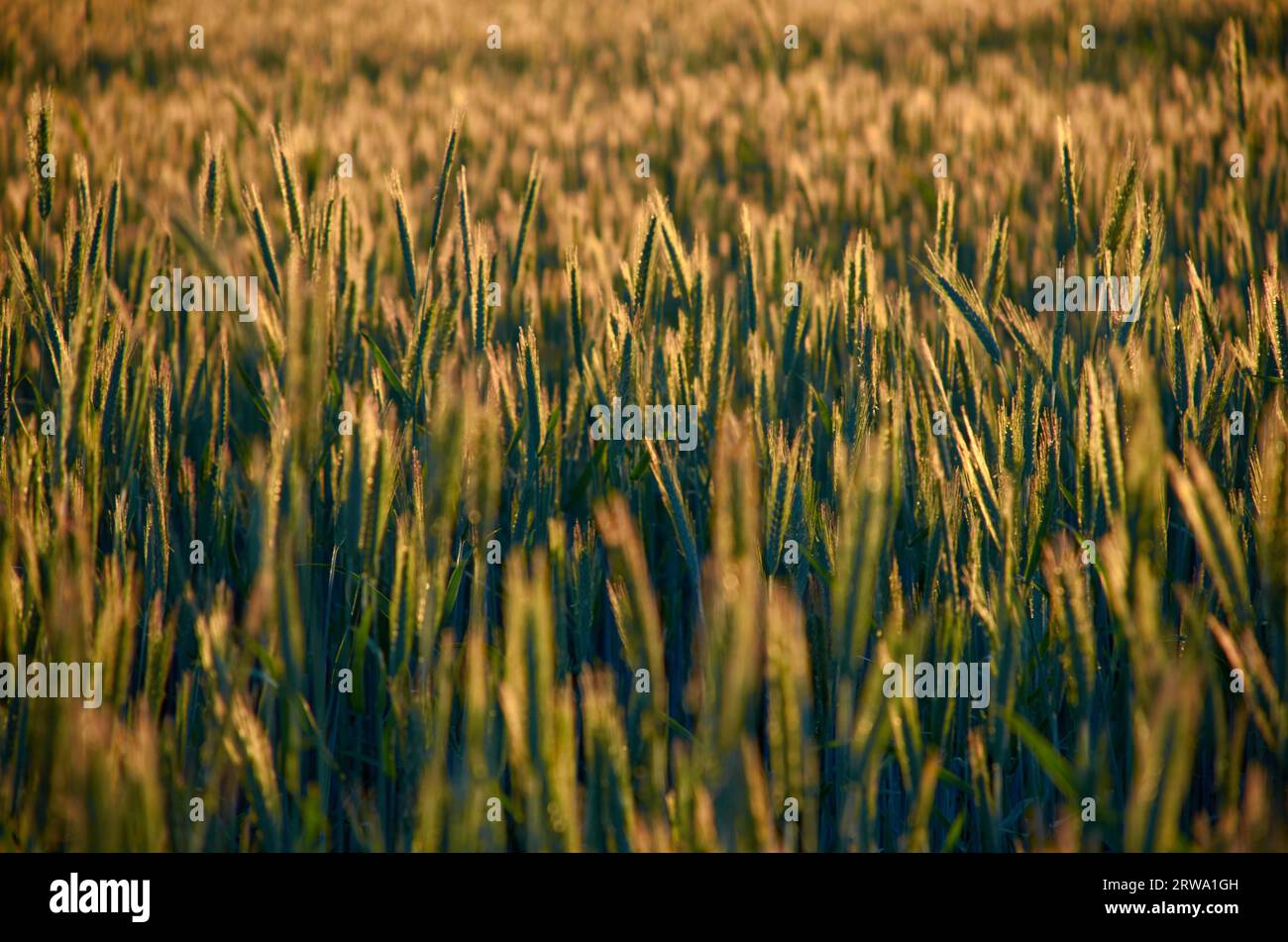 September corn hi-res stock photography and images - Alamy