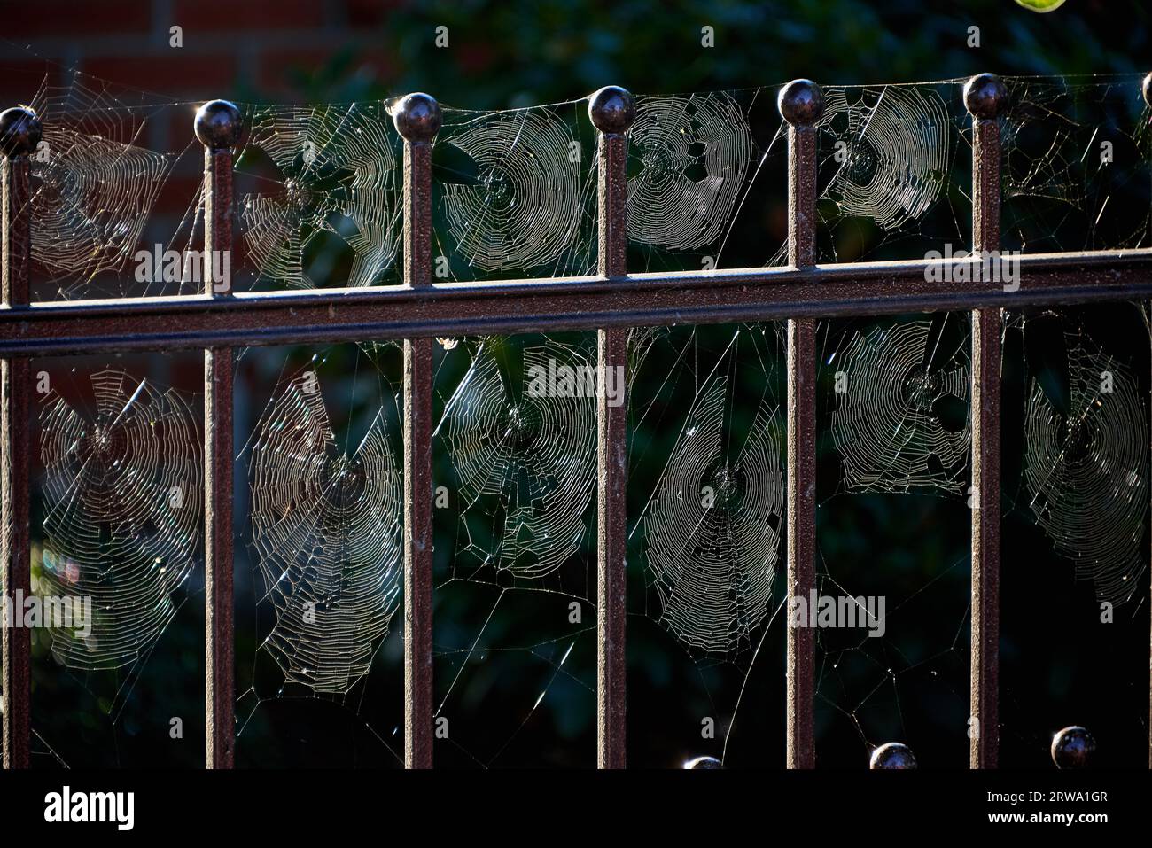 Full of spider webs Stock Photo - Alamy
