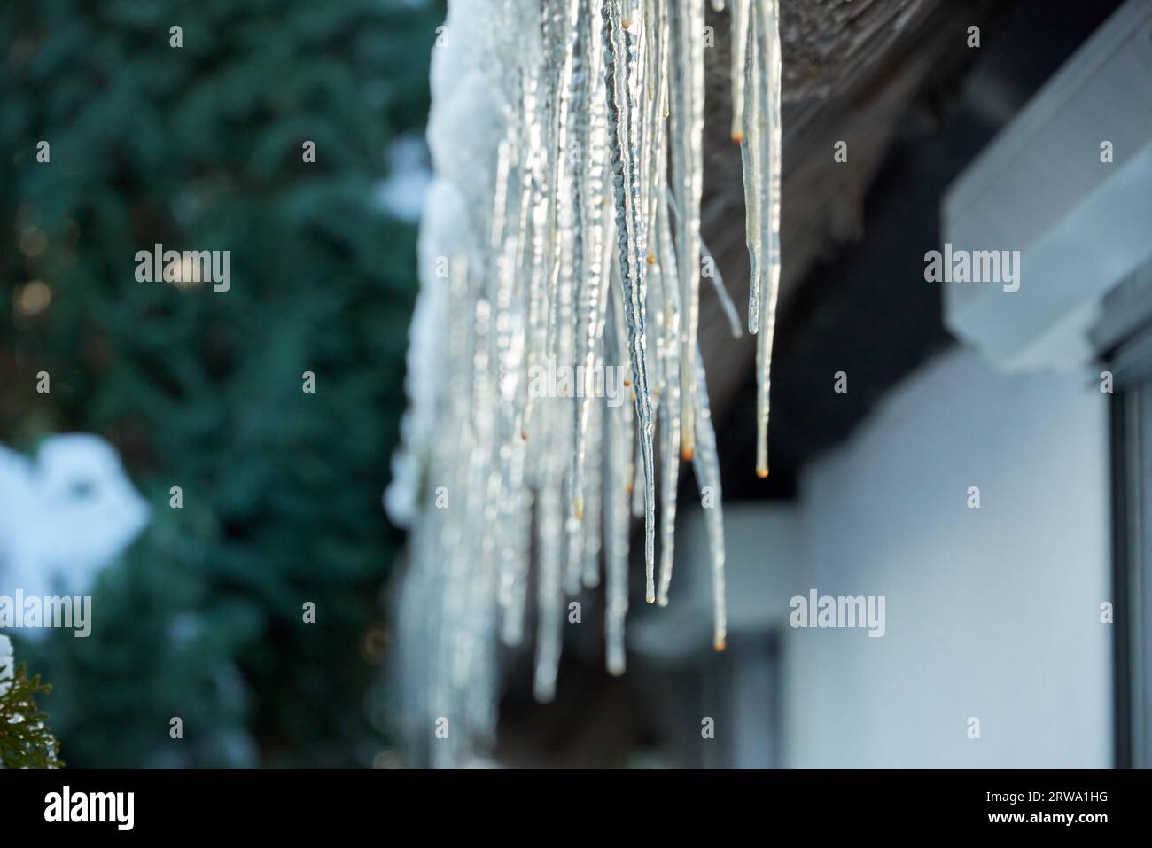 Icicle hanging down from snowy roof Stock Photo - Alamy
