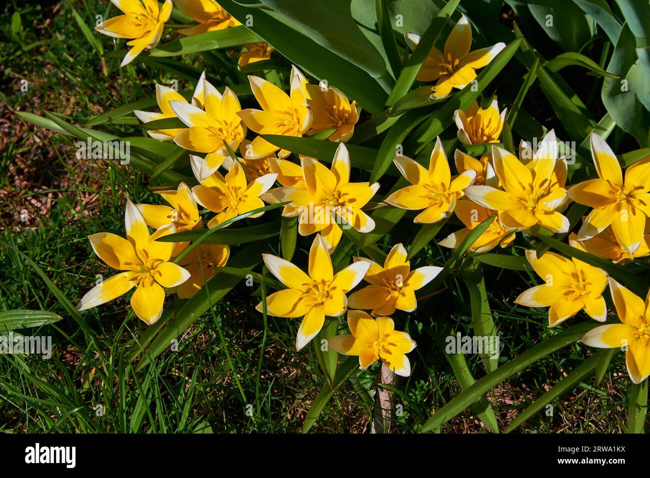 Yellow flower ground cover hi-res stock photography and images - Alamy
