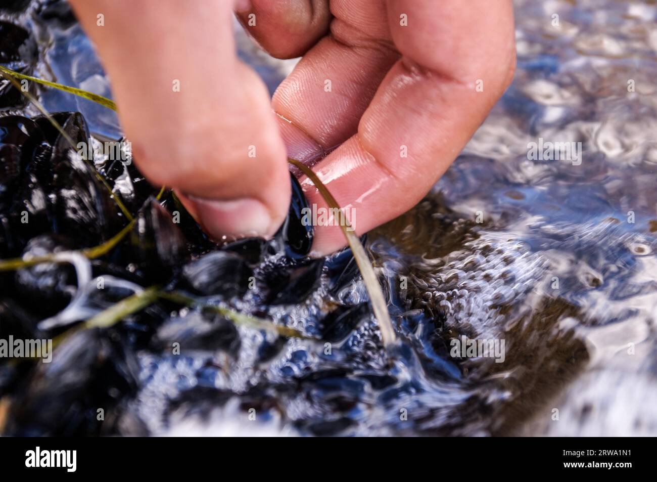 Hand picking small blue mussels in water Stock Photo - Alamy