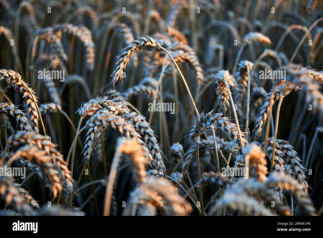 Wheat corn field before harvest Stock Photo - Alamy