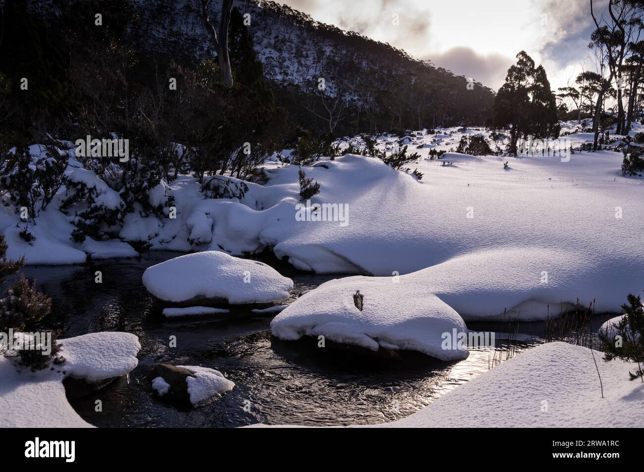 View of Mt. Field National Park covered in snow in winter in Tasmania ...