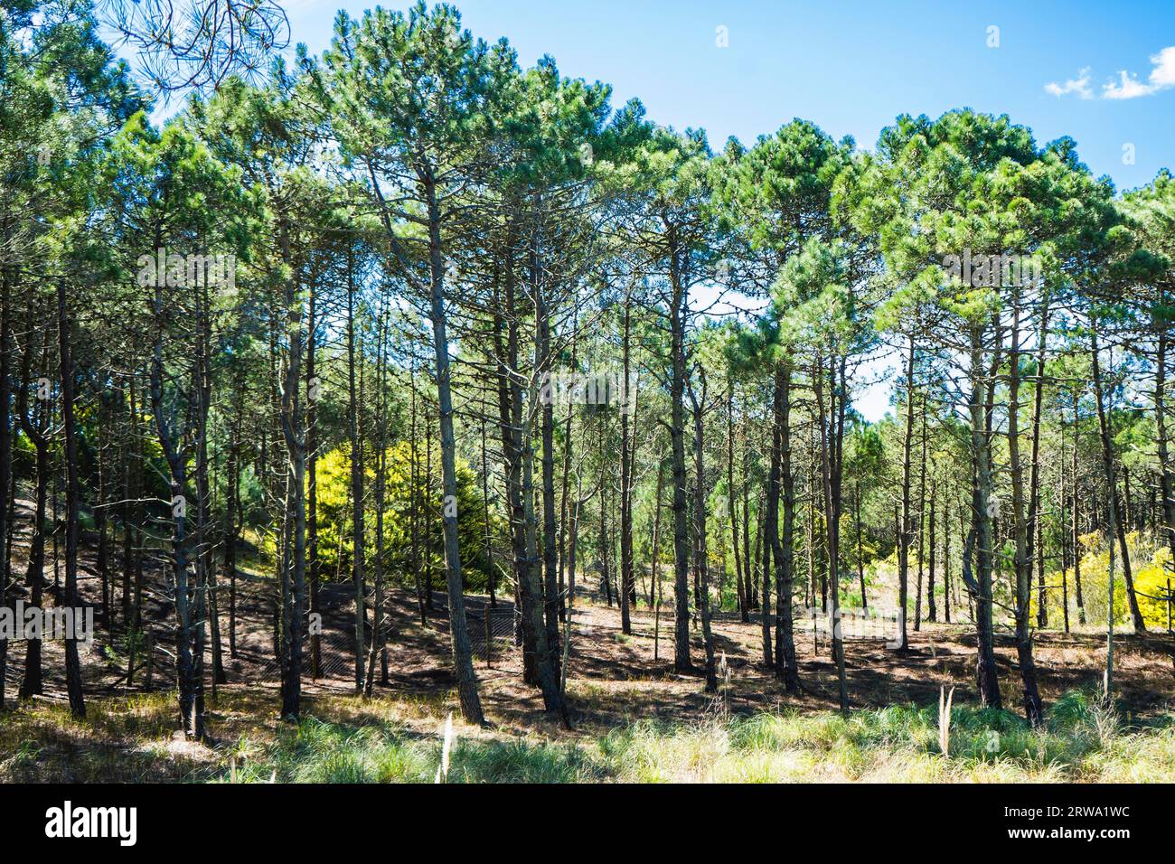 Wilderness landscape forest with pine trees Stock Photo - Alamy
