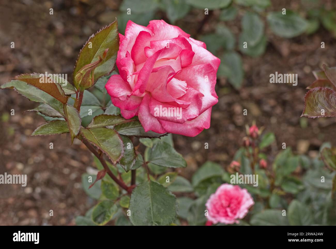 Noble rose hi-res stock photography and images - Alamy
