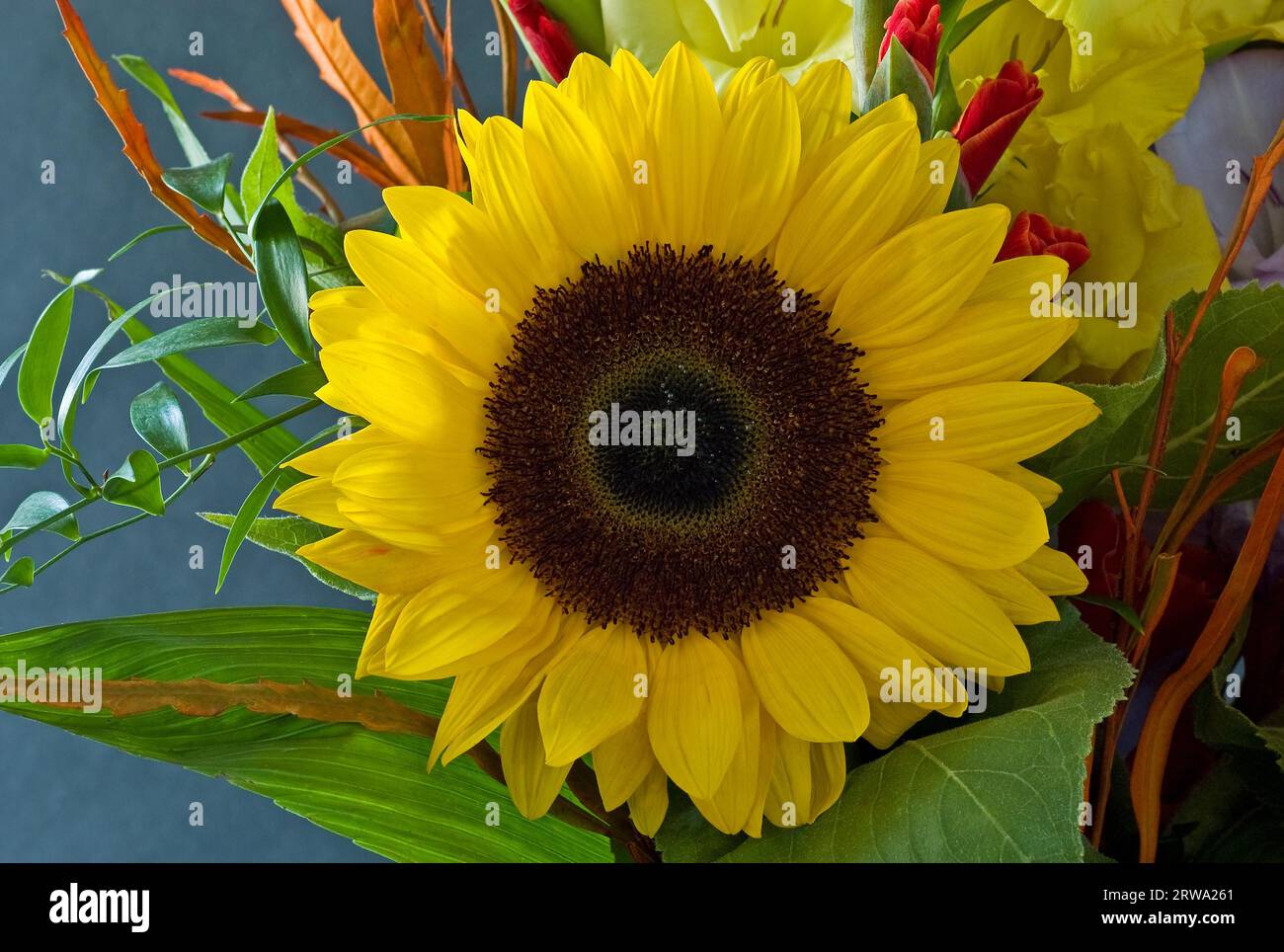 Sunflower cut flower hi-res stock photography and images - Alamy