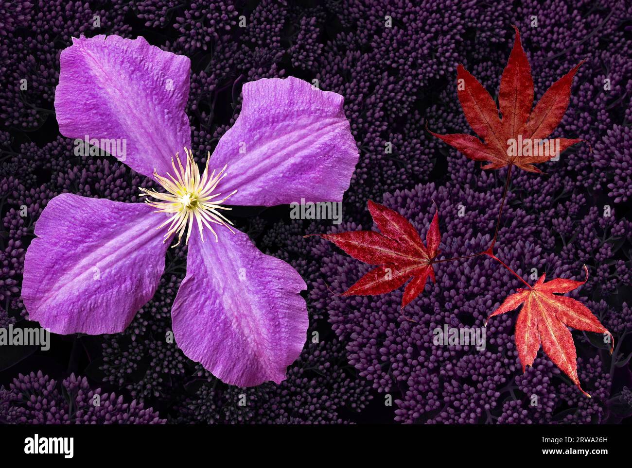 Leaf and flower contrast hi-res stock photography and images - Alamy