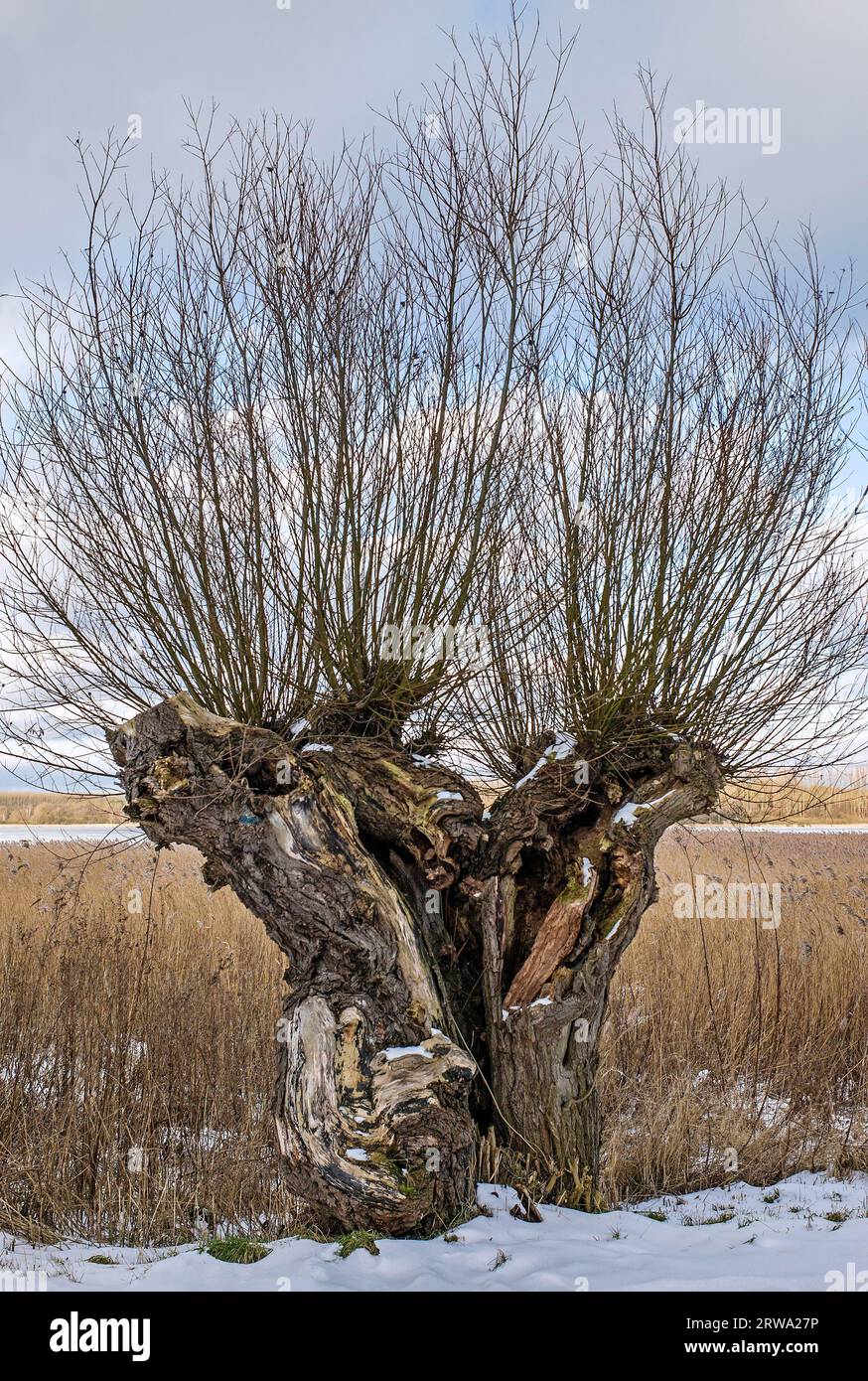 Winter willow tree hi-res stock photography and images - Alamy