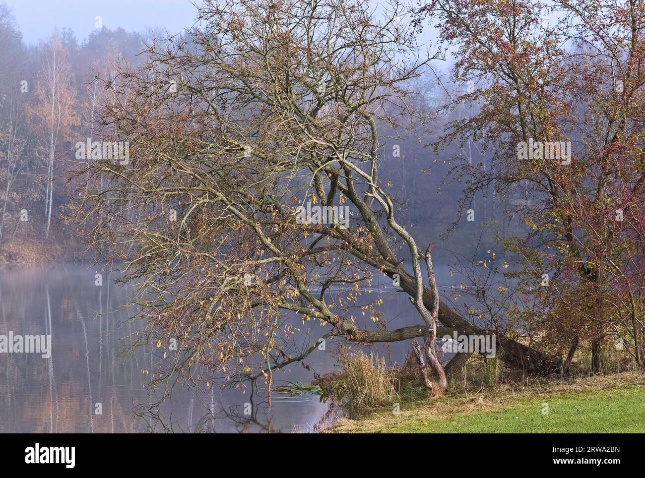 Misty november mood autumn morning hi-res stock photography and images ...