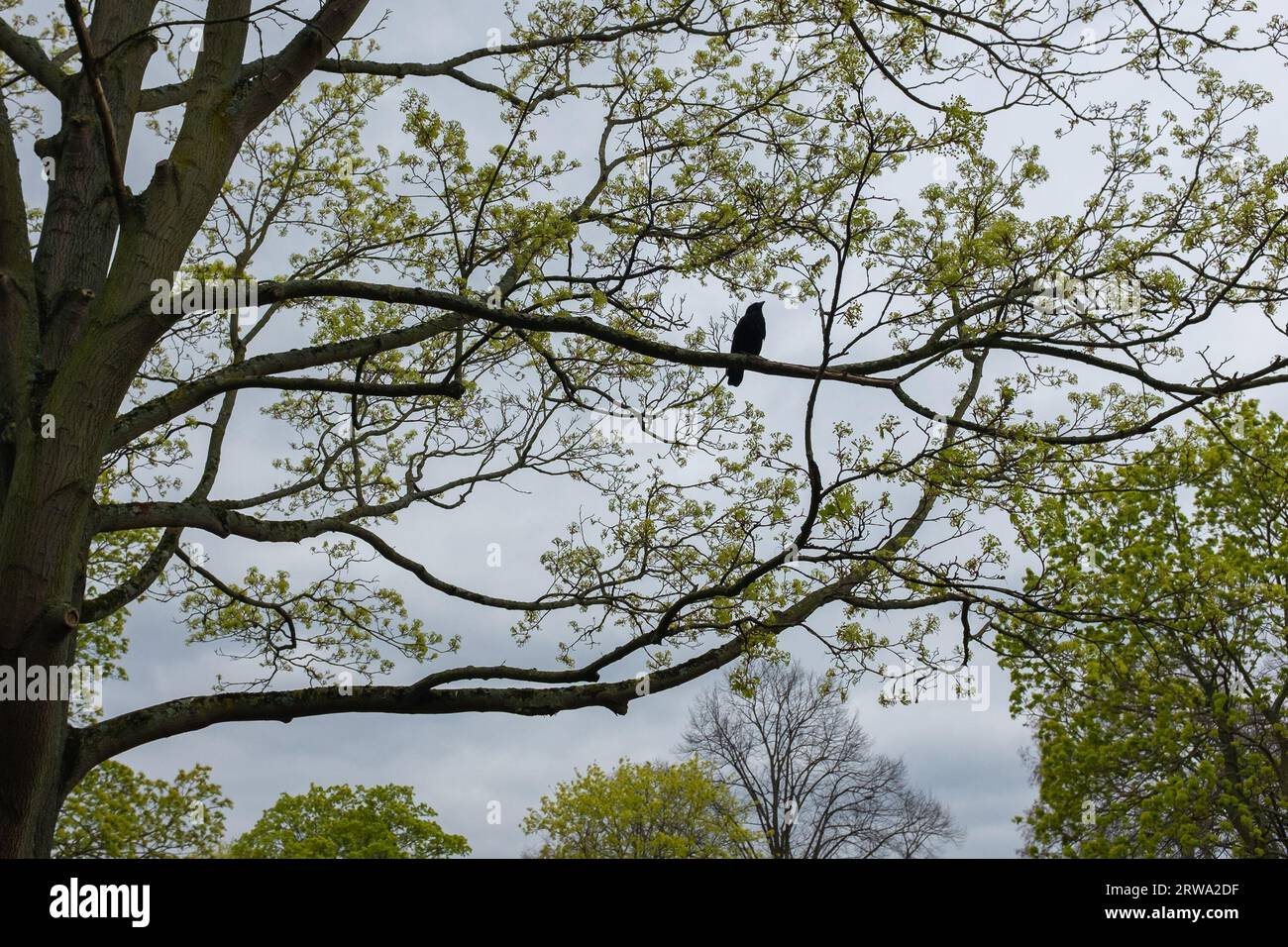 London, UK, 2023. A raven lording it on a Norway maple (Acer ...