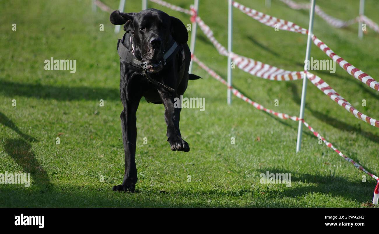 Racing dog hi-res stock photography and images - Alamy
