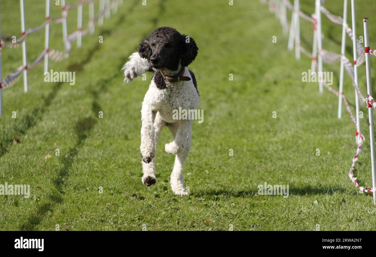 Racing dog hi-res stock photography and images - Alamy