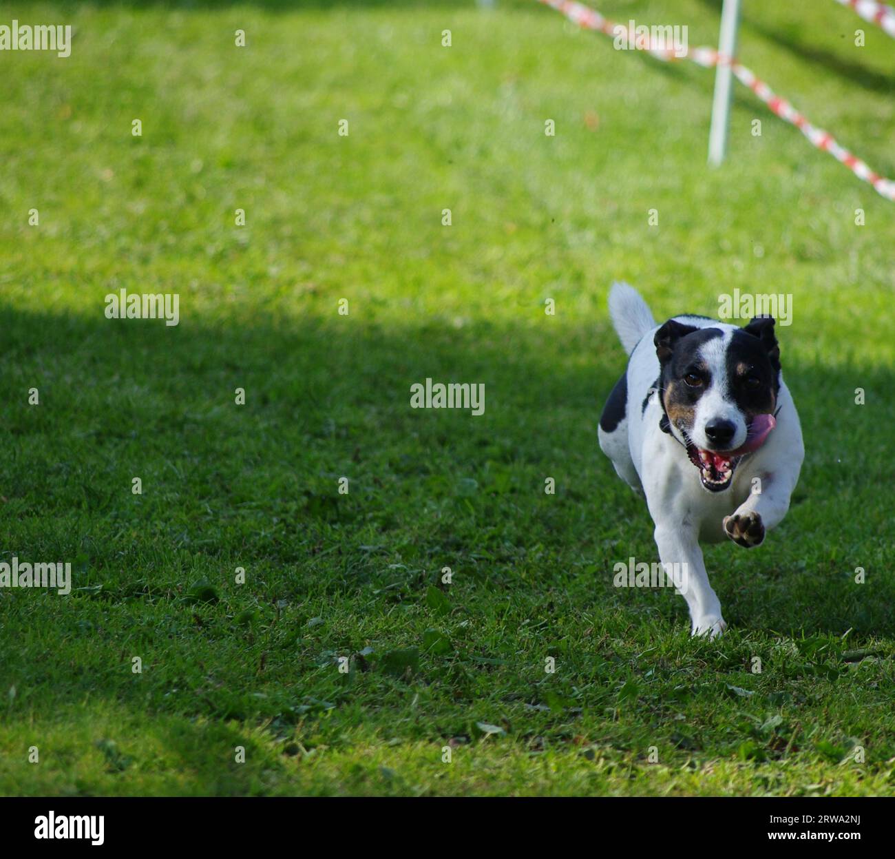Terrier dog racing hi-res stock photography and images - Alamy
