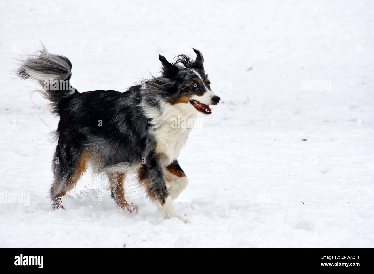 Australian shepherd in the snow Stock Photo - Alamy