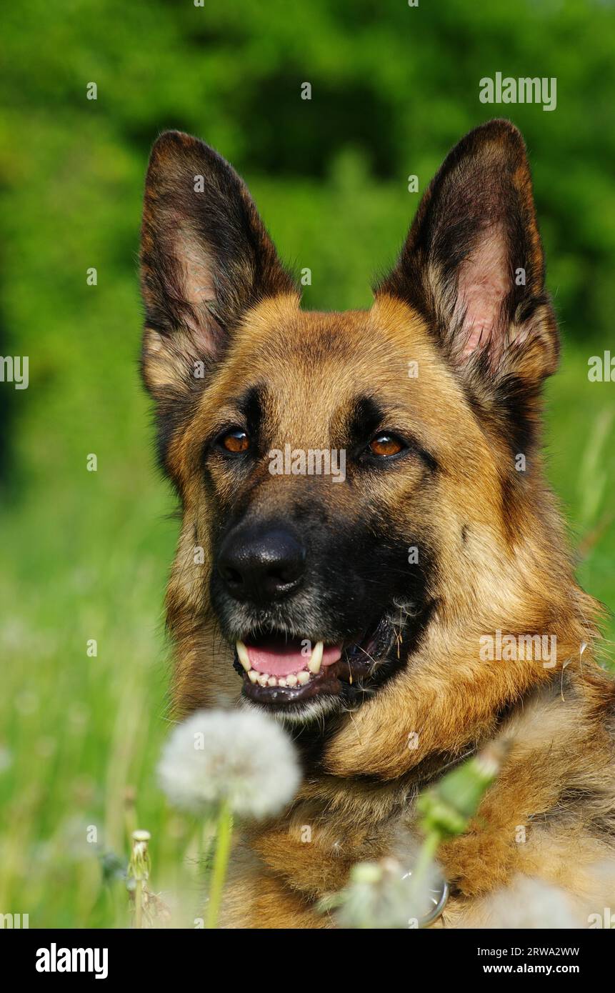 Tall shepherd hi-res stock photography and images - Alamy