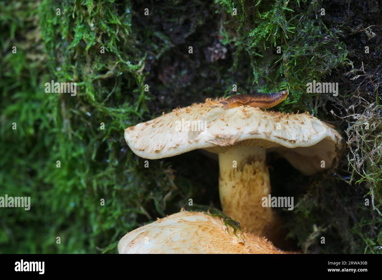Snail eats honey fungus on a beech trunk, Krombach, Siegerland, North ...