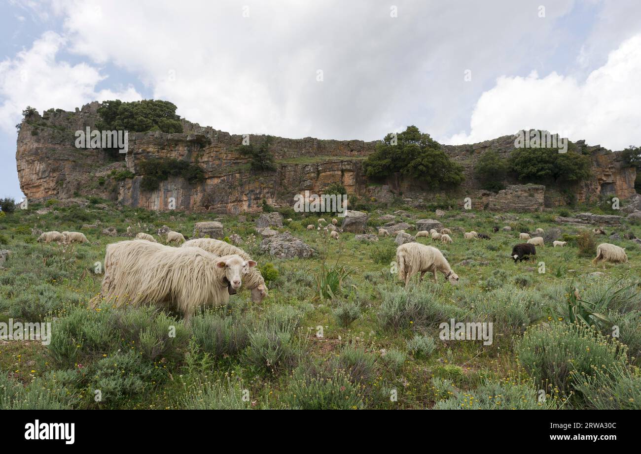 Sardinian sheep in the mountains of the Gennargentu, Sardinia Stock ...