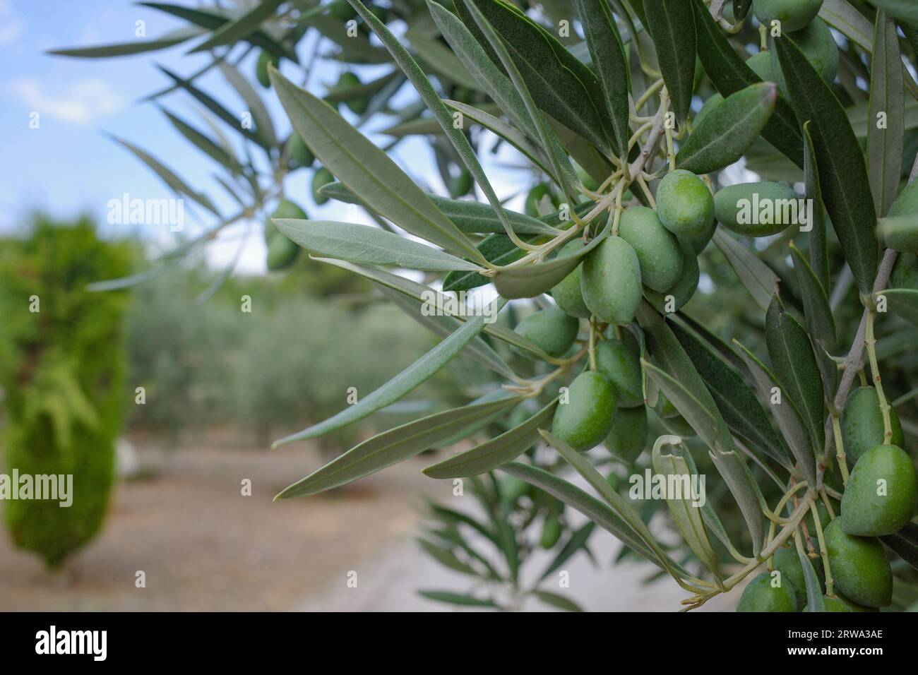 Alcudia, Spain - 30 August, 2023: Olive trees at the Museu sa Bassa ...