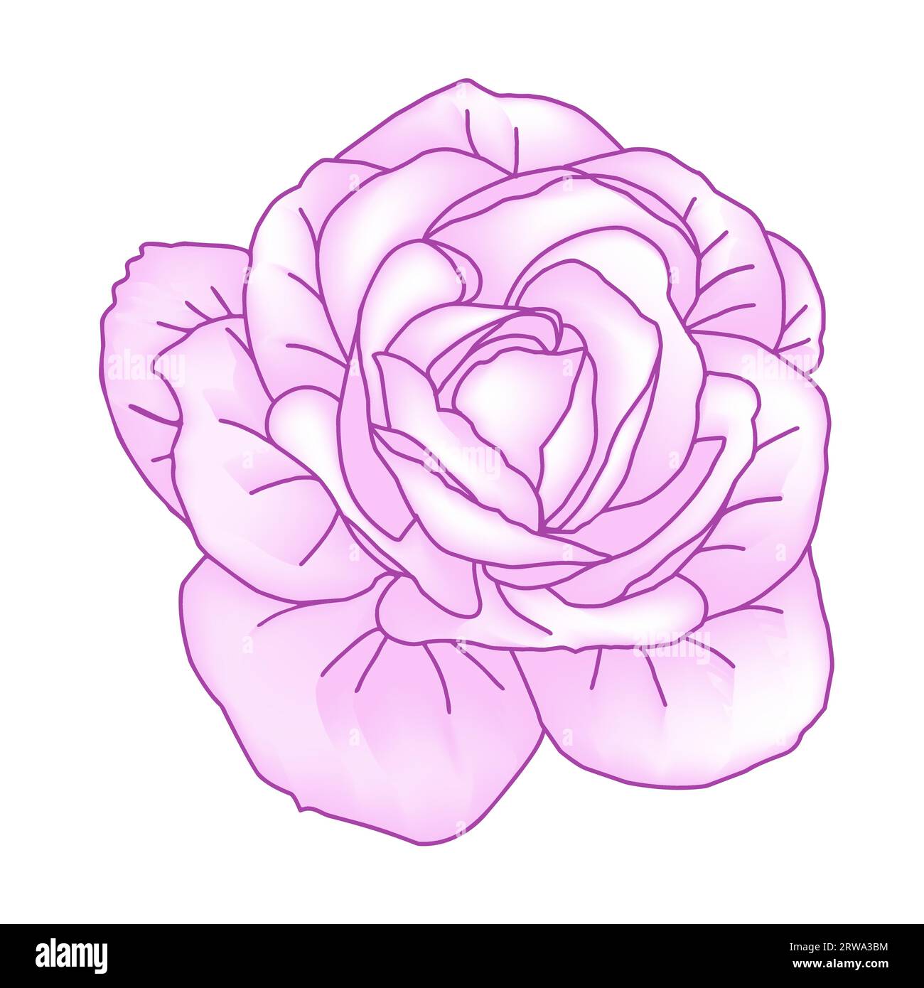 Hand drawn roses head in pink color for packaging, social media post ...