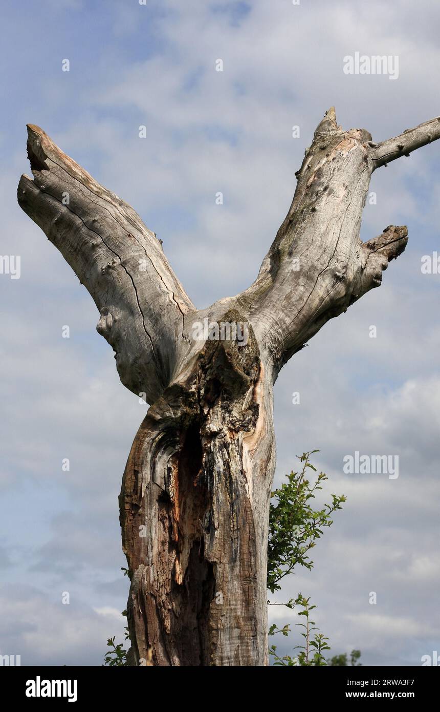 Dead impressive tree, background blue-white sky Stock Photo - Alamy