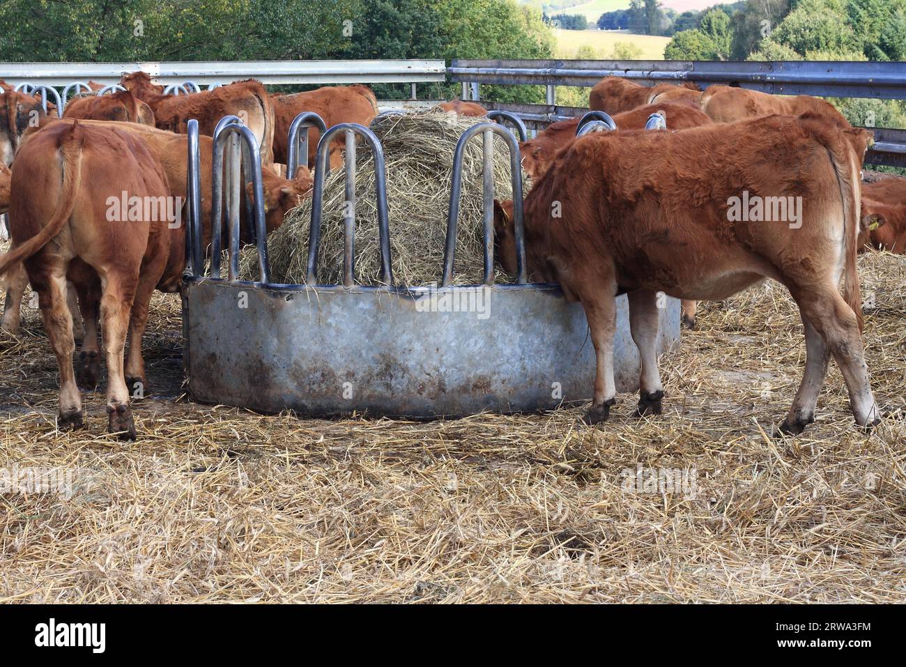 Calves eating hay hi-res stock photography and images - Alamy