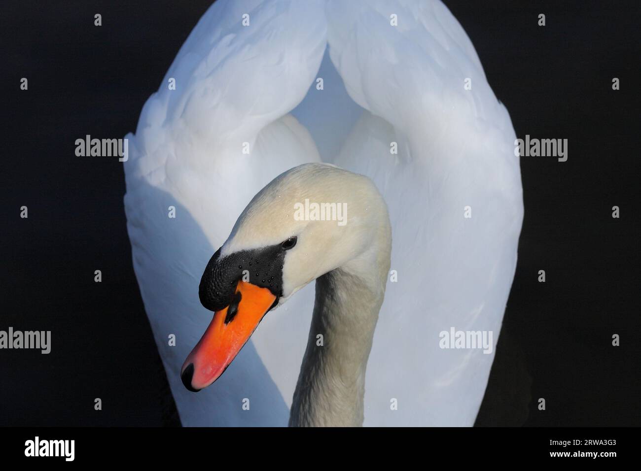 Swan full view hi-res stock photography and images - Alamy