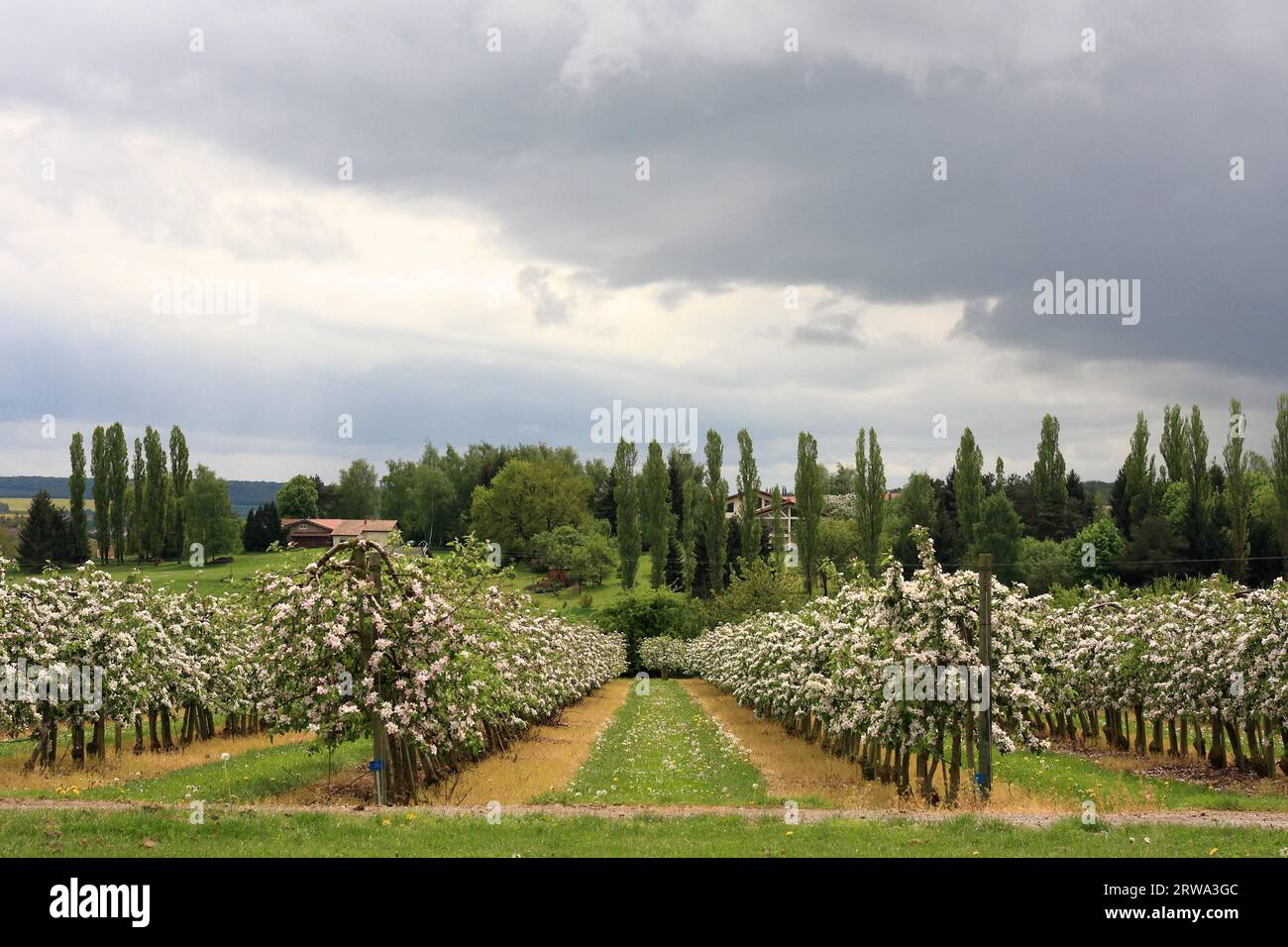 Row apple trees blossoming hi-res stock photography and images - Alamy