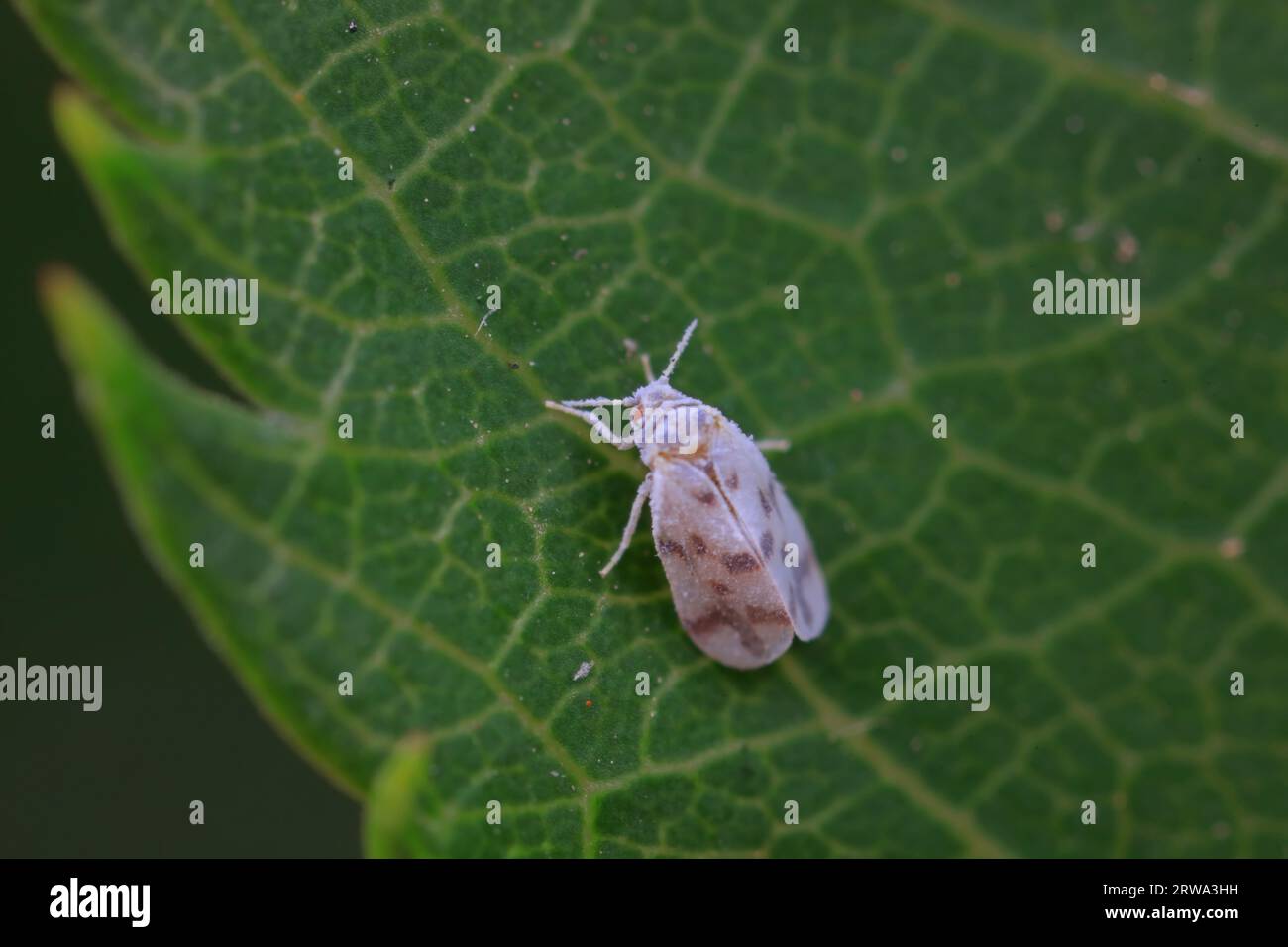 Whitefly tiny flying insect hi-res stock photography and images - Alamy