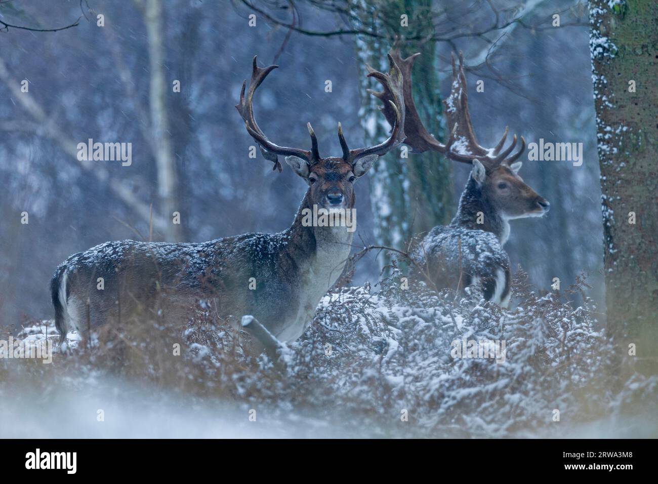 Fallow Deer, the deer live in separate herds outside the rut, separated ...