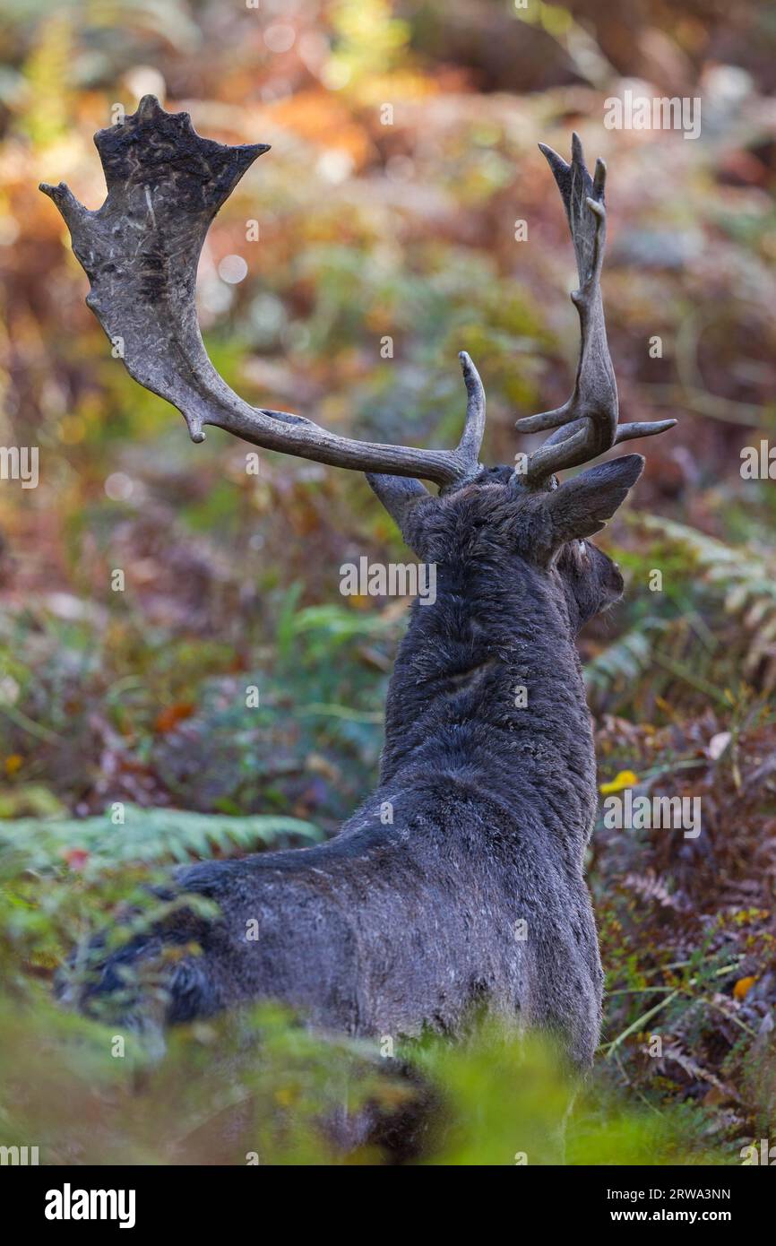 Fallow deer, depending on the region, the rut begins in early October ...