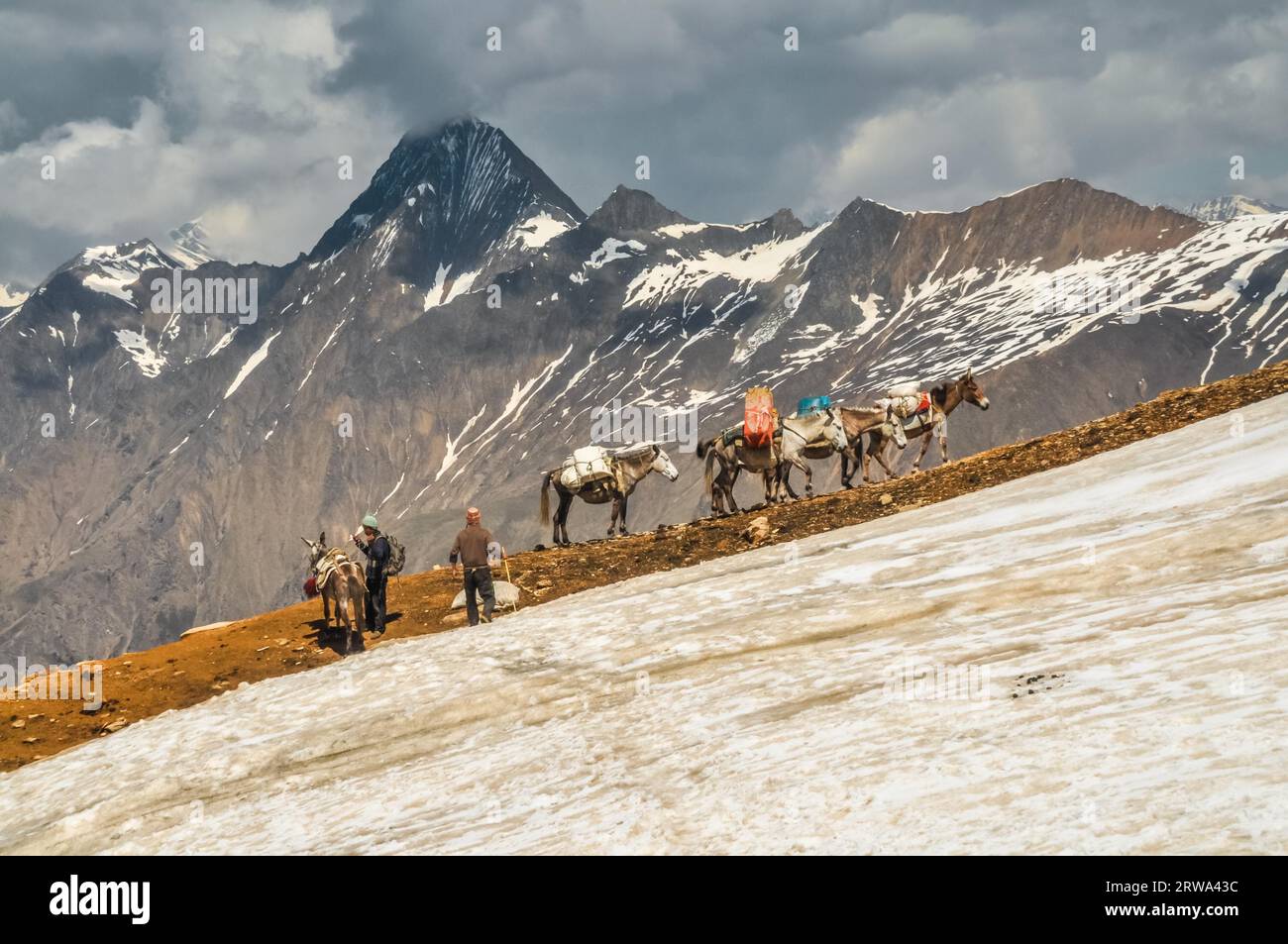Dolpo, Nepal, circa June 2012: Photo of donkeys with heavy load walking ...