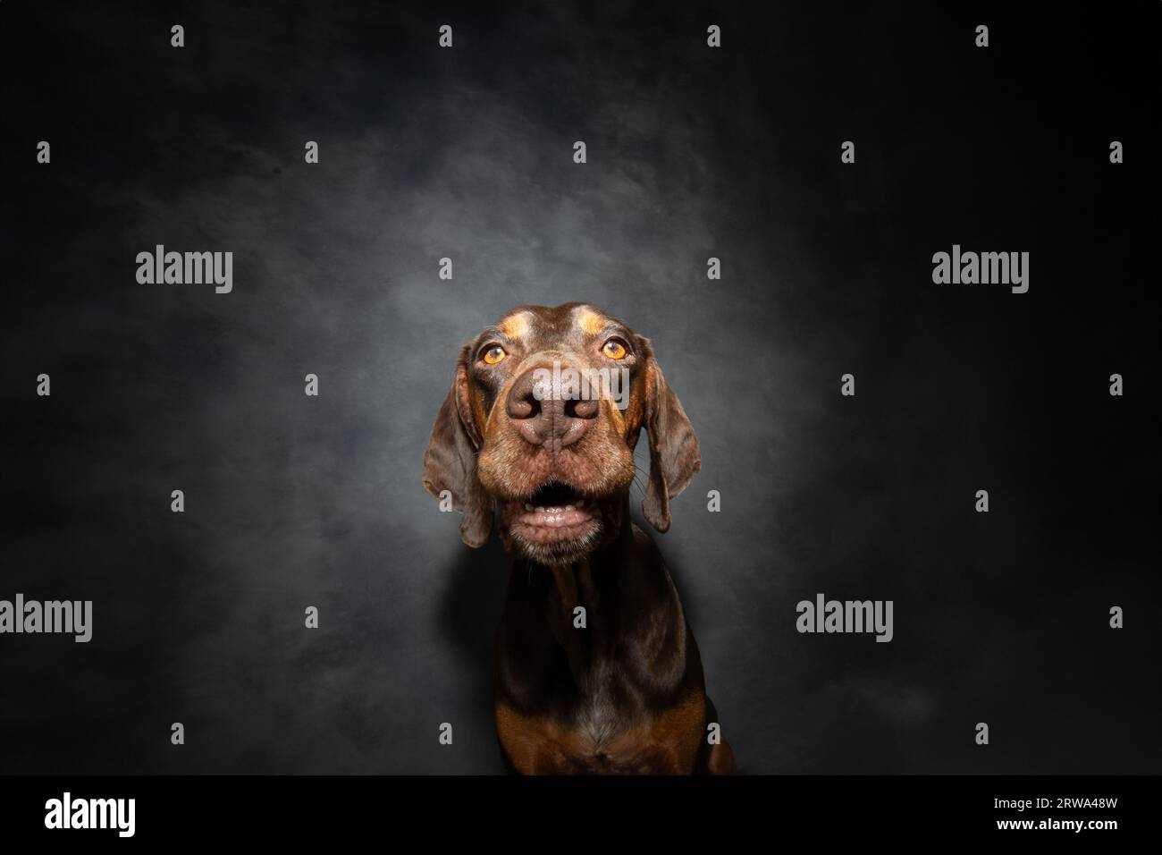 Portrait happy smiling surprised puppy dog looking at camera. Isolated ...