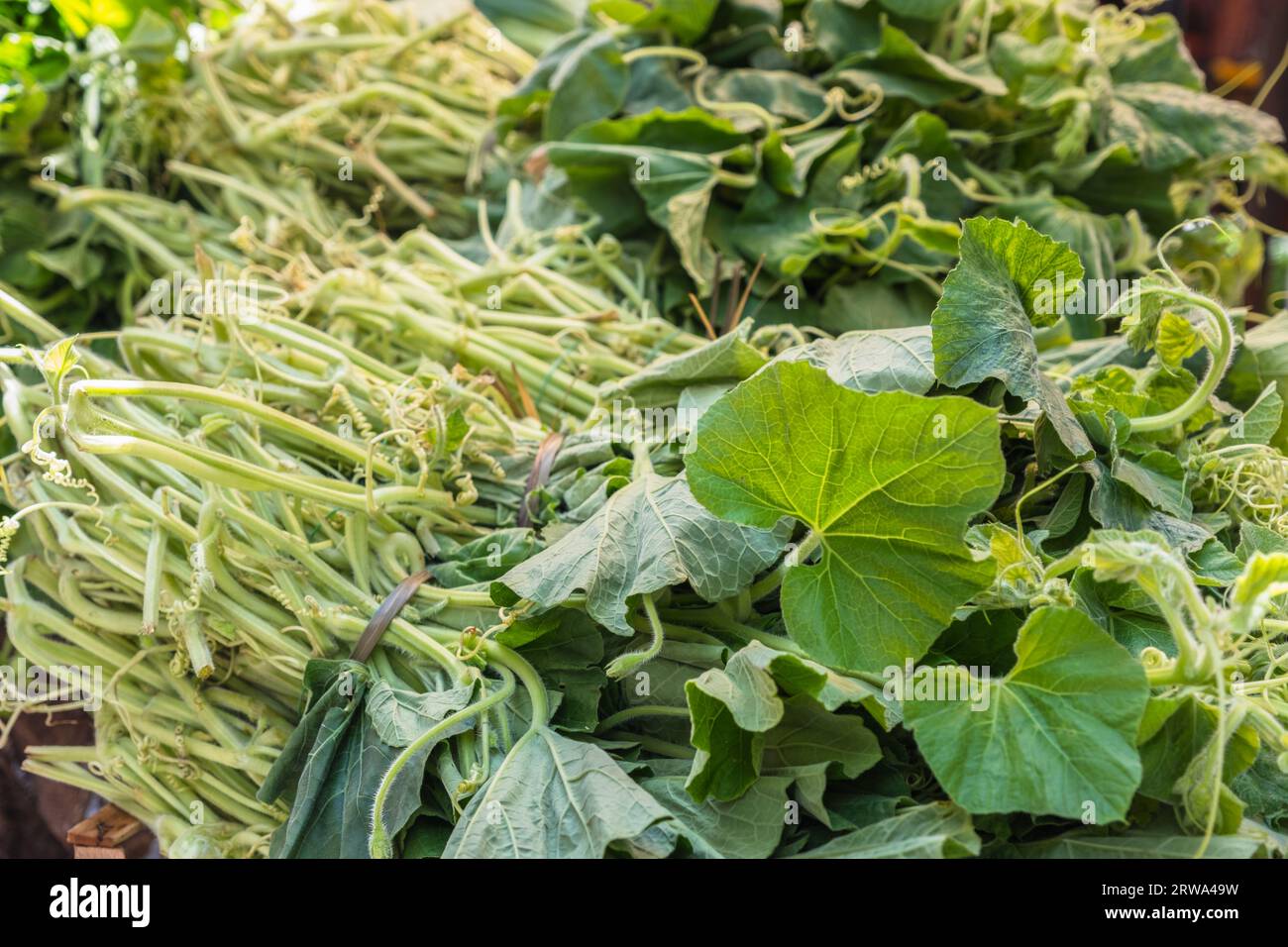 Tenerumi leaves hi-res stock photography and images - Alamy
