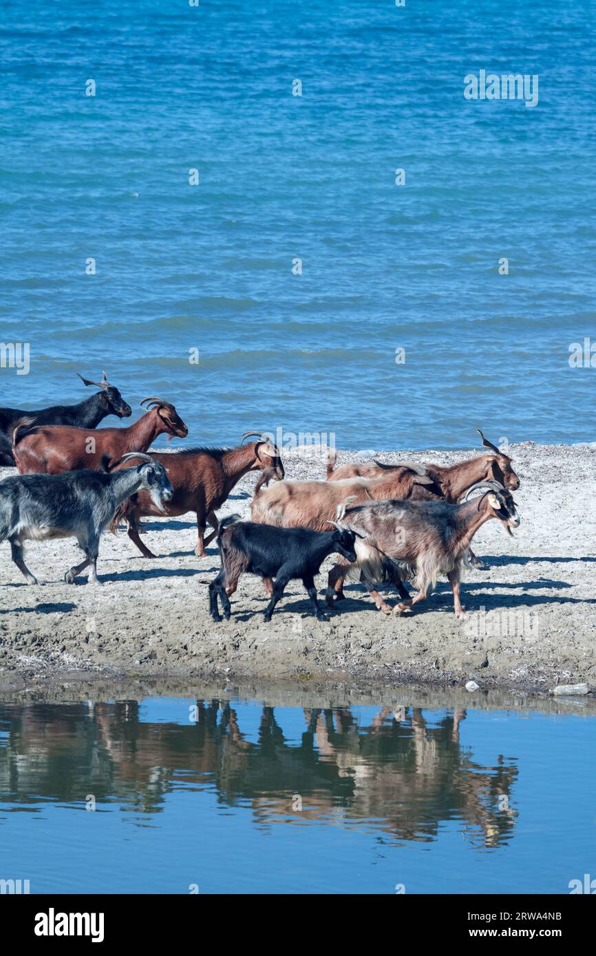 Goats on the beach Stock Photo - Alamy